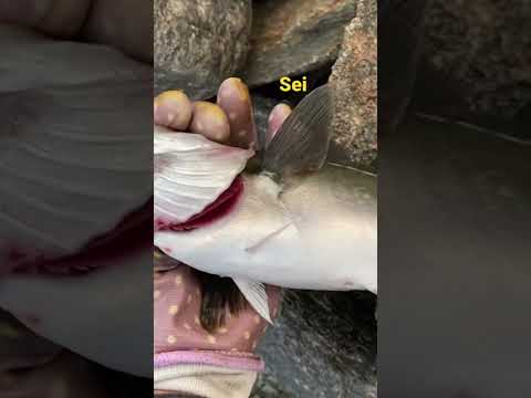 SEI FISH ( fresh sei ) #short #sei #2022 #freshsei #north #fishing # ...