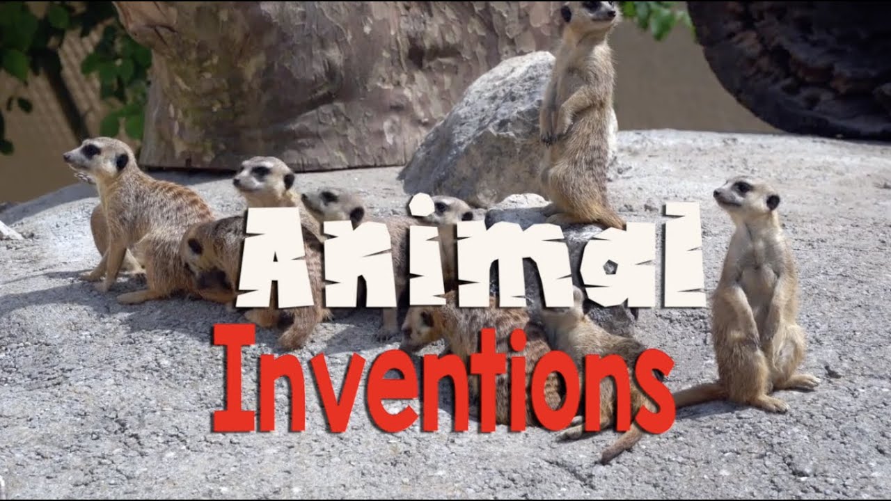 Animal Inventions Google Drawing - YouTube