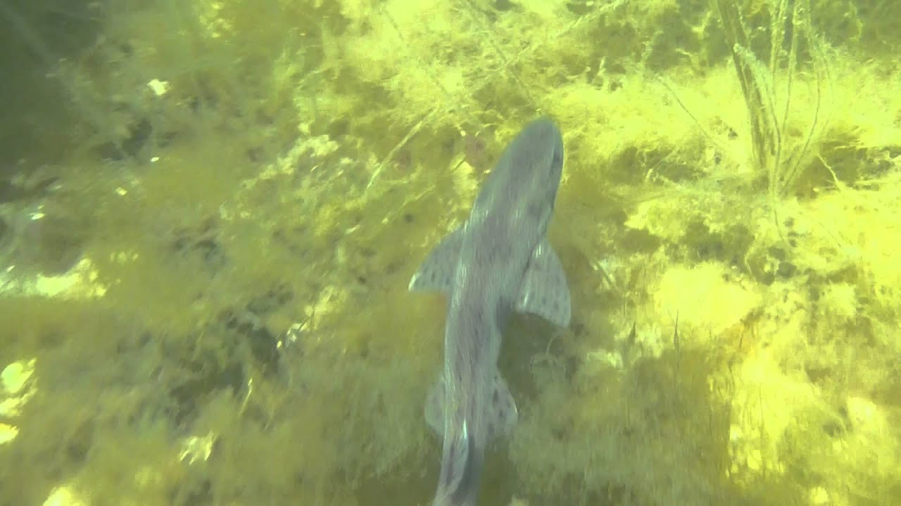 Dogfish Swimming - YouTube