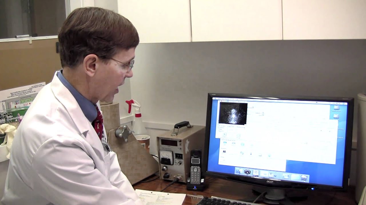 Performing a Thyroid Scan on a Hyperthyroid Cat - YouTube