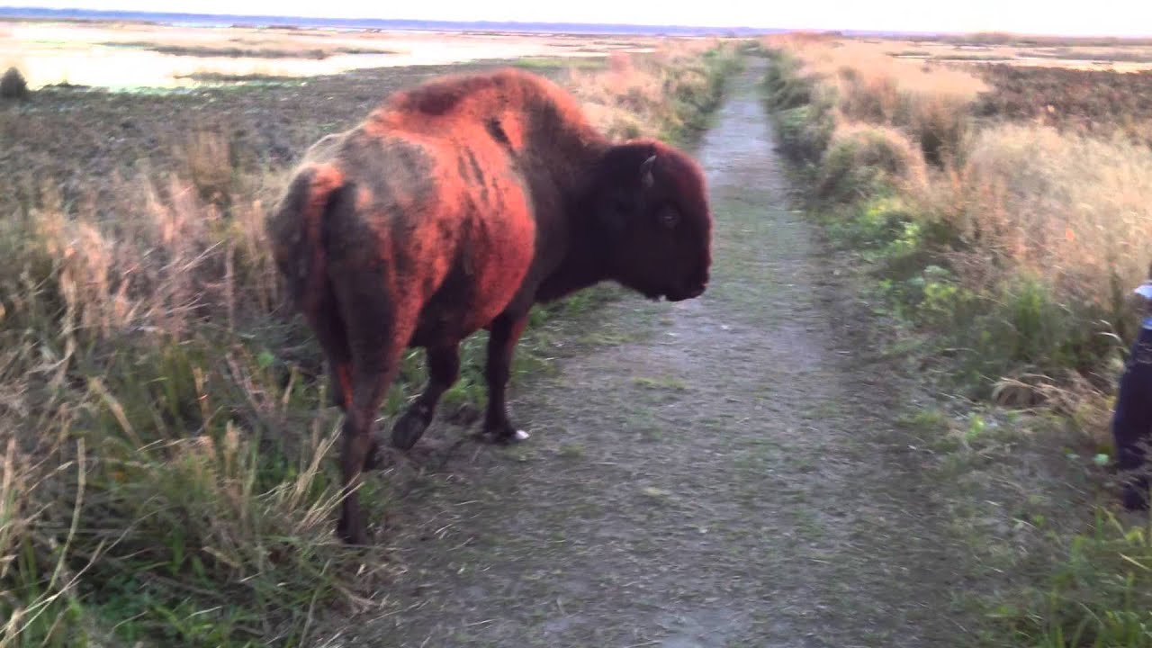 Bison close encounter in Paynes Prairie, Florida. - YouTube