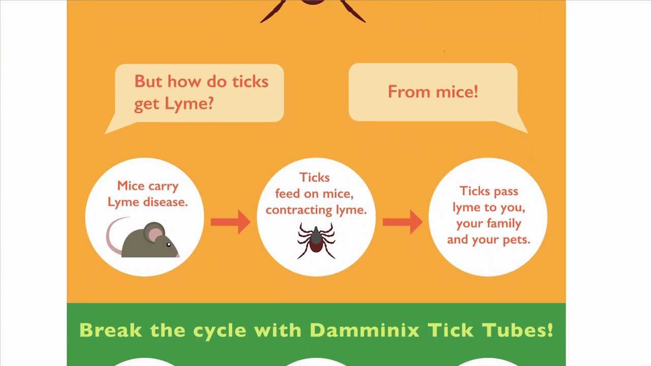 Tick Prevention with Damminix Tick Tubes - YouTube