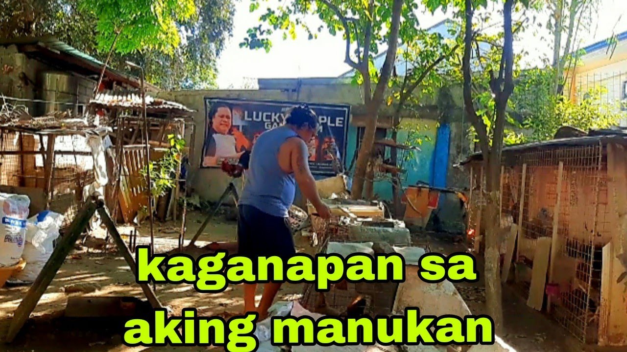 MGA KAGANAPAN SA AKING MUNTING MANUKAN - YouTube