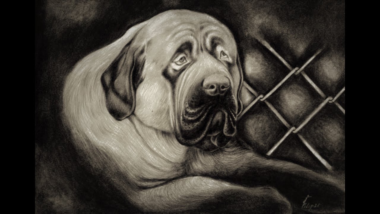 English Mastiff | Dog Drawing - YouTube