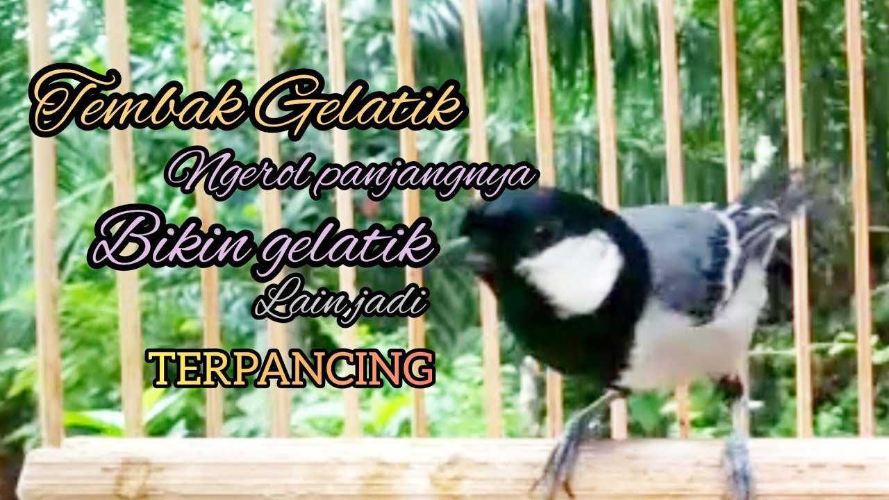 Gelatik batu gacor _ Pancingan gelatik ! Gelatik batu Ngerol panjang ...