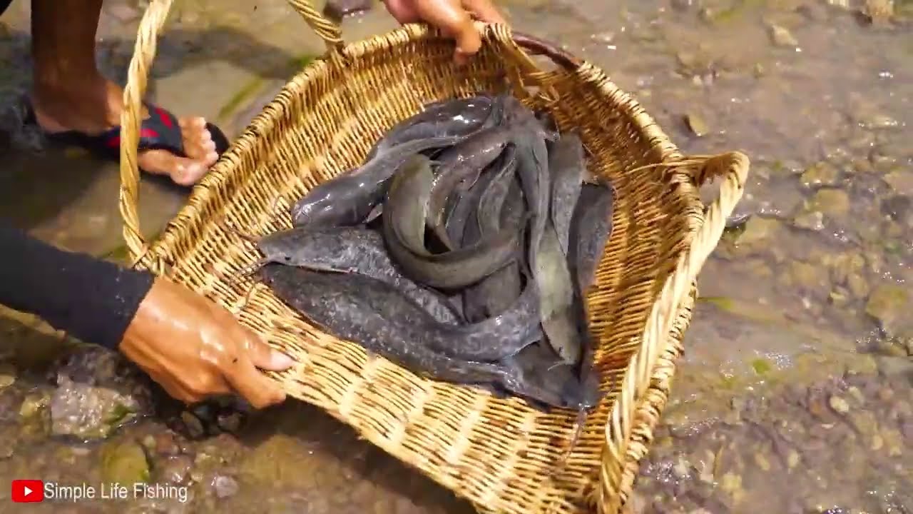 Amazing Fish Fishing On The Road Flood - Catch many Catfish After Cross ...