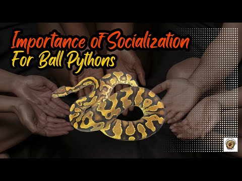 Importance of Socialization for Ball Pythons | #youtubevideos #ballpython #pets #youtube - YouTube