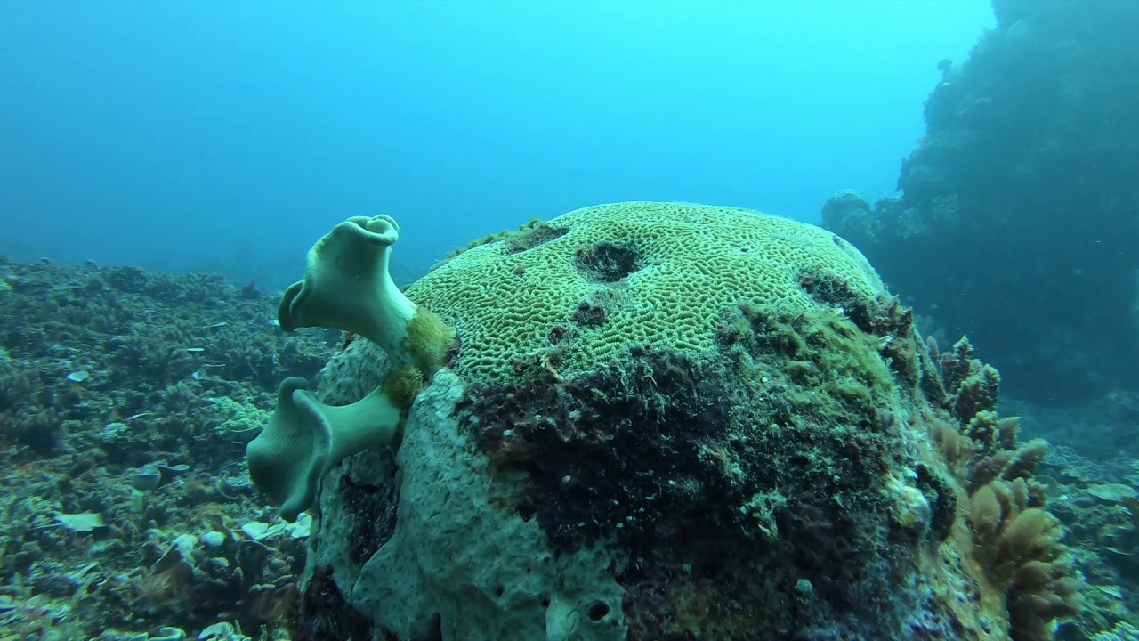 Day 2 dive 1 - Milln reef 14/11/19 - YouTube