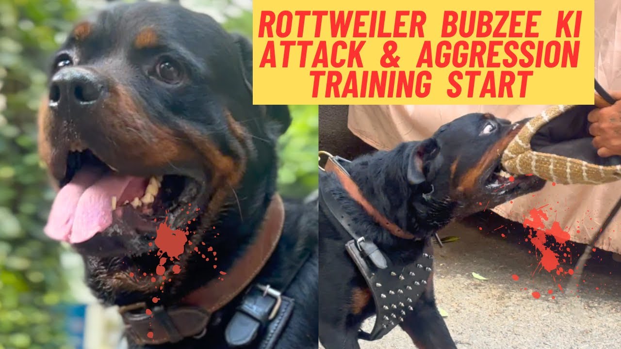 Bubzee Ki Training Dubara Start Karvani Padi | Rottweilers Family ...