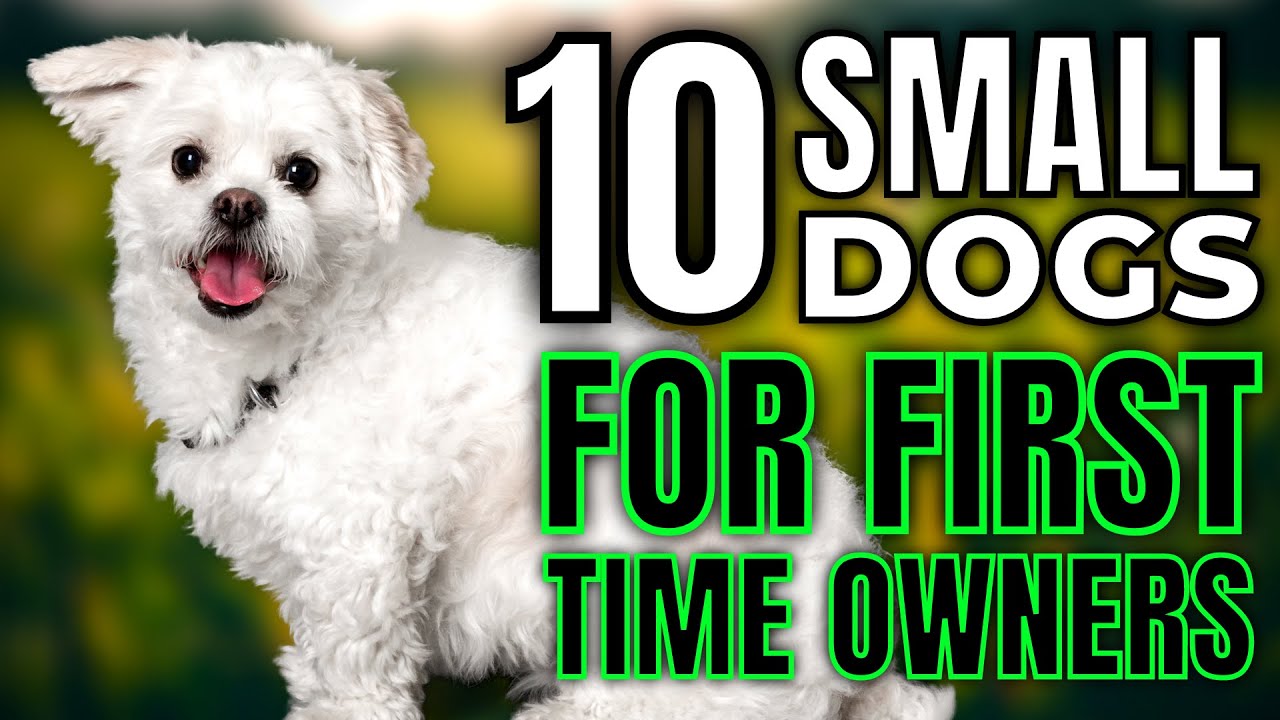 Top 10 Small Dog Breeds For First Time Owners - YouTube
