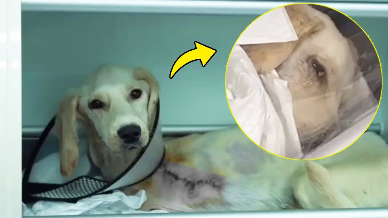 After the surgery, the disabled dog collapsed and cried when his owner ...