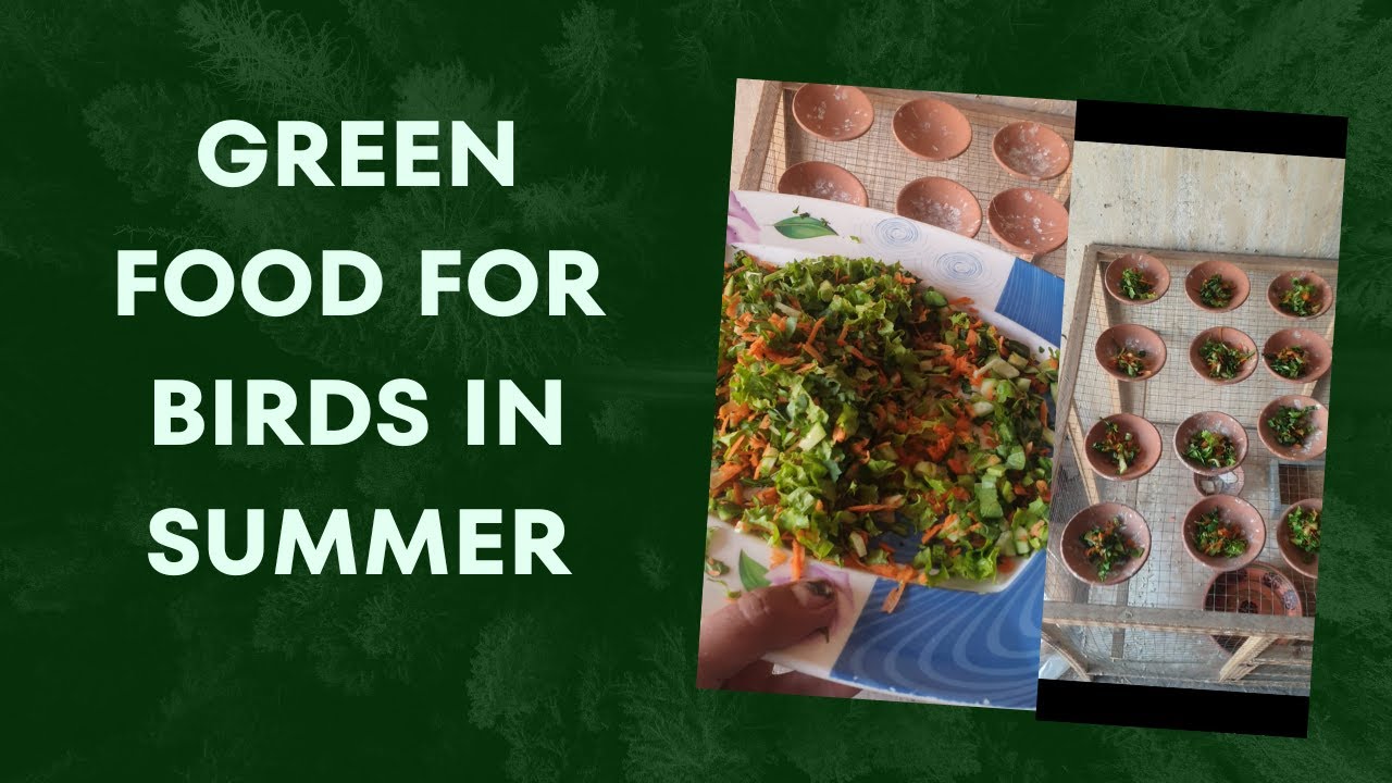 Green food for finches|| Benefits|| Vegetables for finches in Summer ...