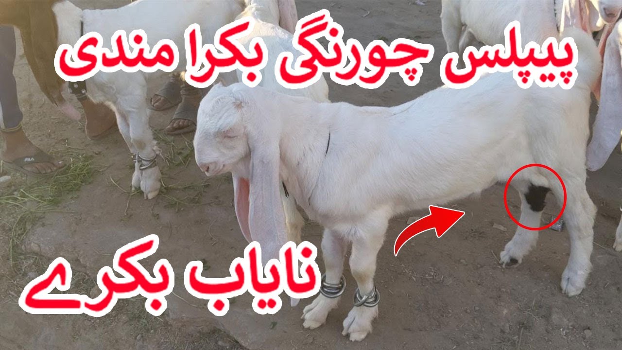 Peoples Chowrangi Bakra Mandi 16-Dec-22 Nayab Bakre Friday Daly Bakra ...