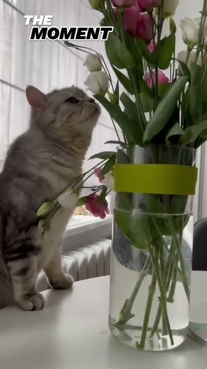 Цветы 🌺 вкусные только для котов - YouTube