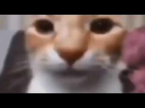 Звонок до Кота - YouTube