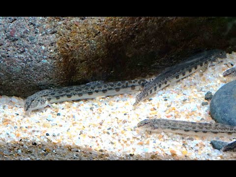 ヒガシシマドジョウ Japanese striped loach, Shima-dojou Cobitis sp. BIWAE type C ...