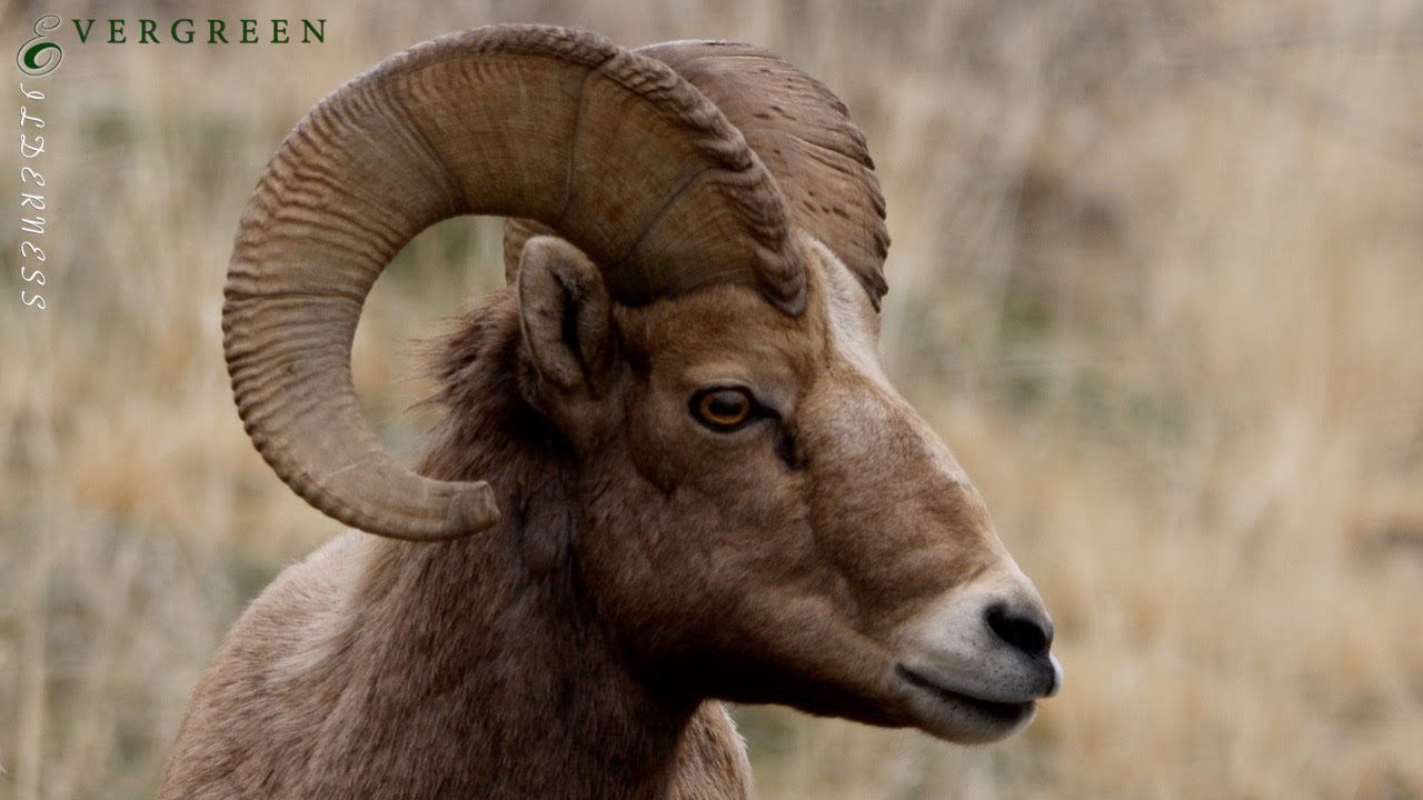 Bighorn Sheep | Washington - YouTube