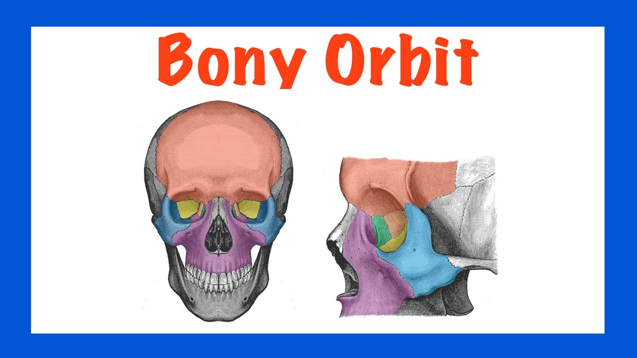 Bony Orbit ||Head|| - YouTube