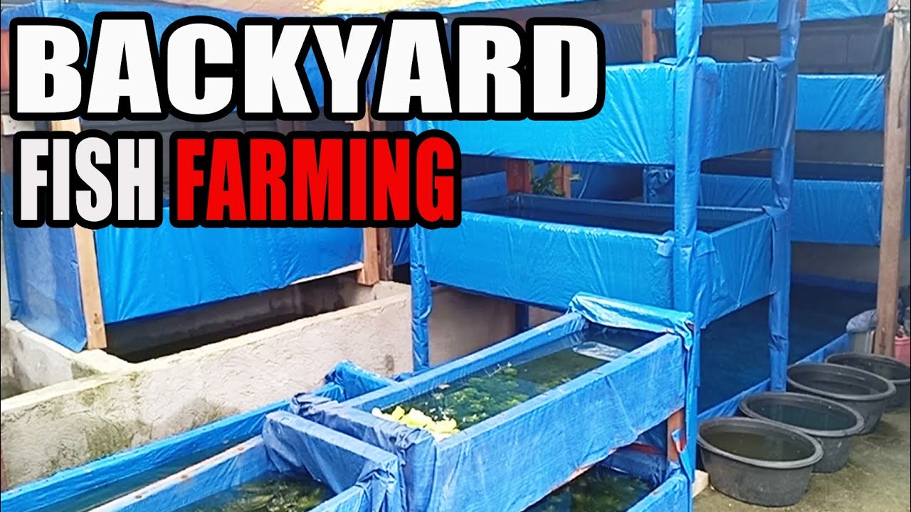 This mini farm backyard is producing thousands of ornamental fish ...