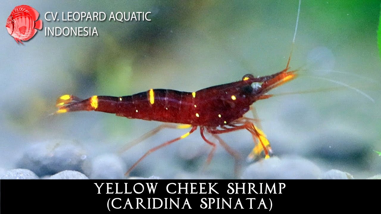 Caridina spinata THE CHARMING Yellow Cheek Shrimp. Leopard Aquatic ...