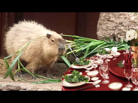 Almorzando con una capibara con música clásica de fondo - Having lunch ...