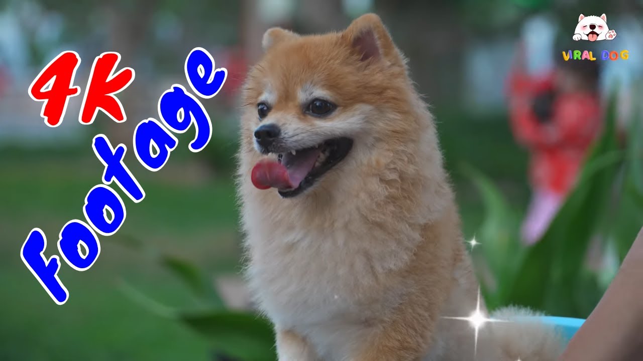 4K Dogs and Puppies Beautiful Animal Footage Episode 28 | Viral Dog ...