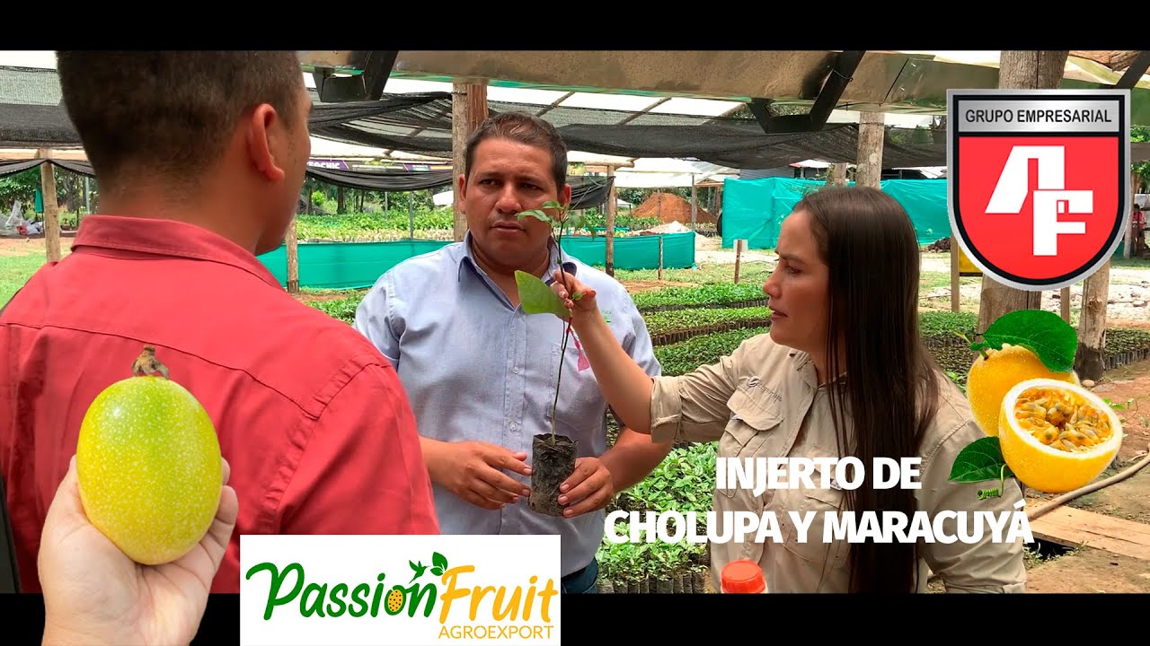 Primeros injertos de Maracuyá y Cholupa en Colombia 👏🏻🌱🌱🌱 GRANADA META ...