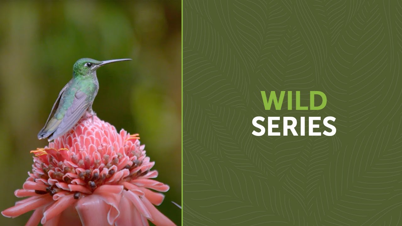 Jack Hannah Into the Wild series Into the Cloud Forest Mashpi Lodge ...