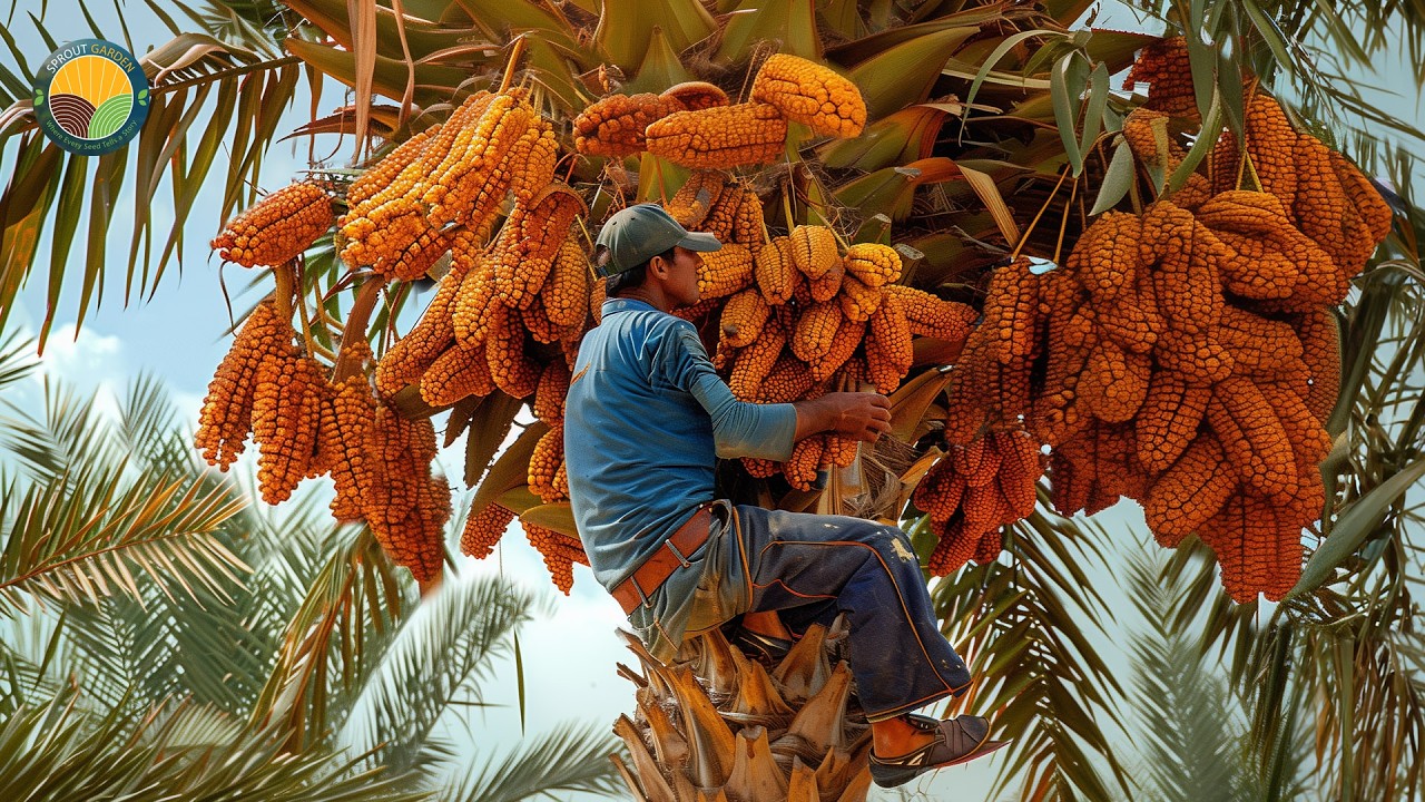 How to Harvest Dates Palm by Shaking Machine | Dates Palm Harvest ...