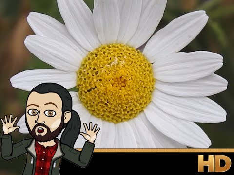 HD 1080p - Nature Scenery Video camomile , Doğa video papatya