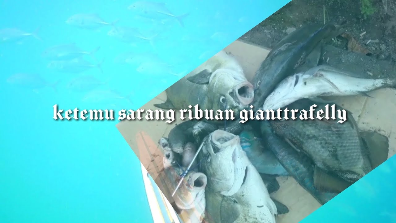 spearfishing giant trafelly,mamung,kaka tua ,badak dan bluefin trafelly ...