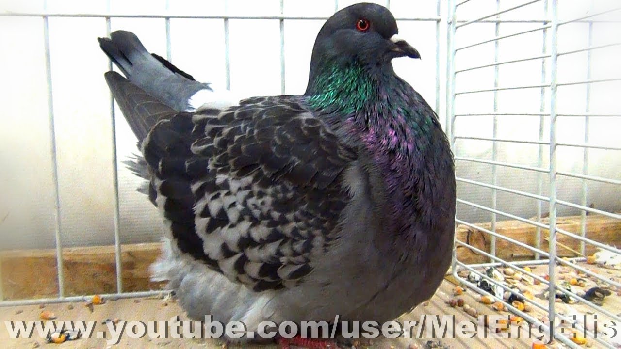 Mondain Bleu Écaillé - French Mondain Pigeon - Mondaintaube - حمامه ...
