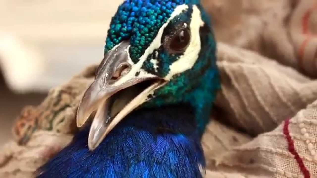 Peacock Rescue Operation | People for animals | Haryana - bhiwani- Part ...