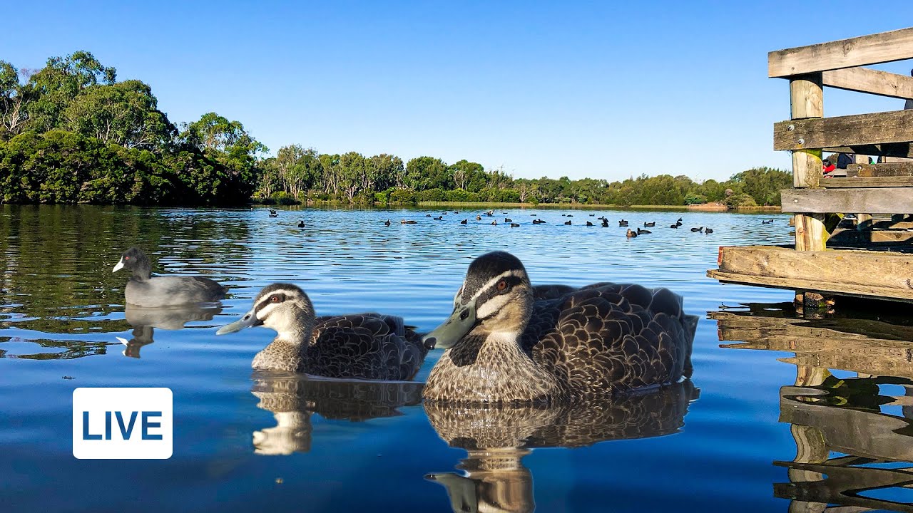 Jells Park Lake Live in Australia 28 June 2020 - YouTube