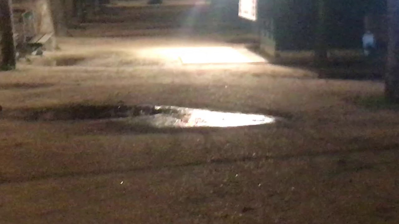 Invasion de rats à Paris Champs Elysées - YouTube