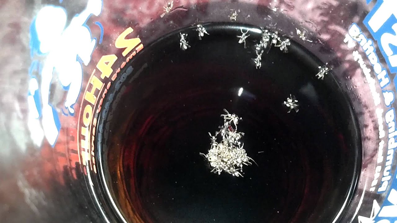 Crazy cherry coke bugs! - YouTube