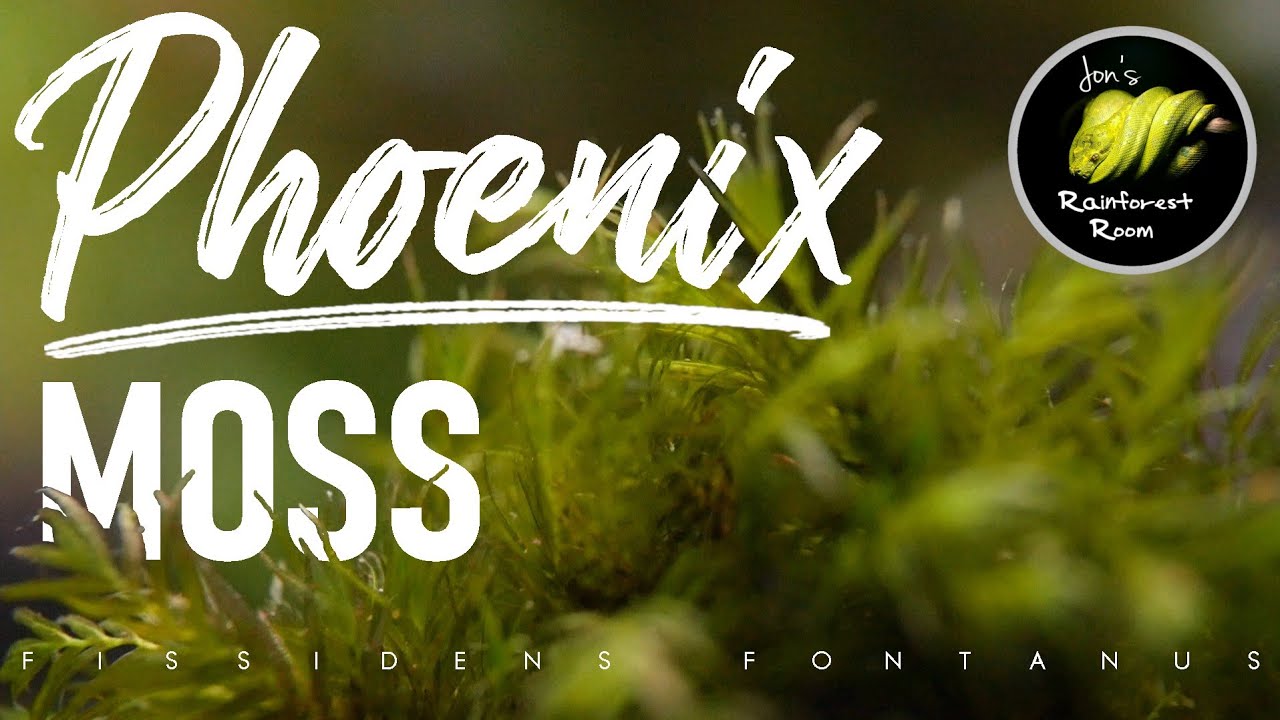 How To Attach & Care For Phoenix Moss (Fissidens Fontanus) - YouTube