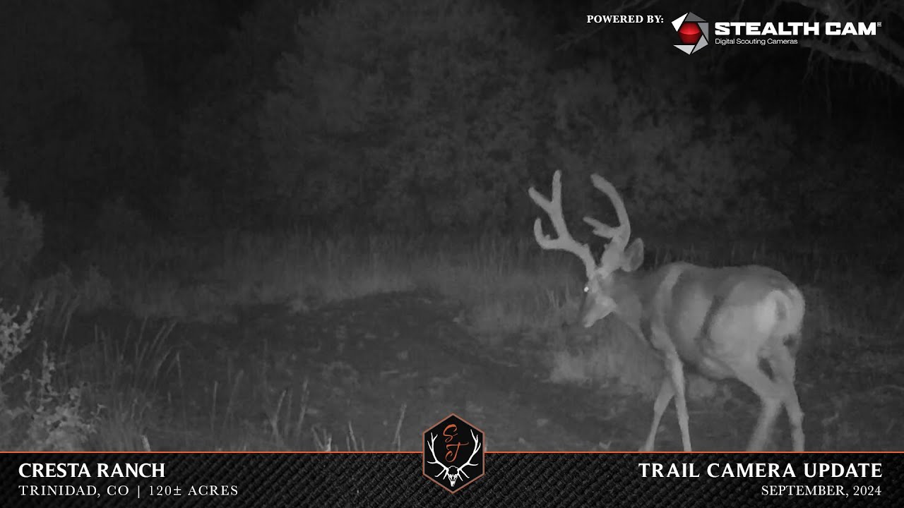 Cresta Ranch- Trail Camera Video - YouTube