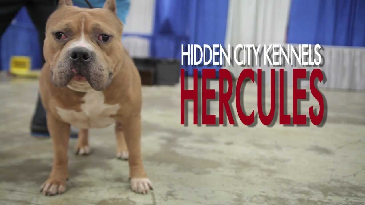 AMERICAN BULLY - HERCULES - YouTube
