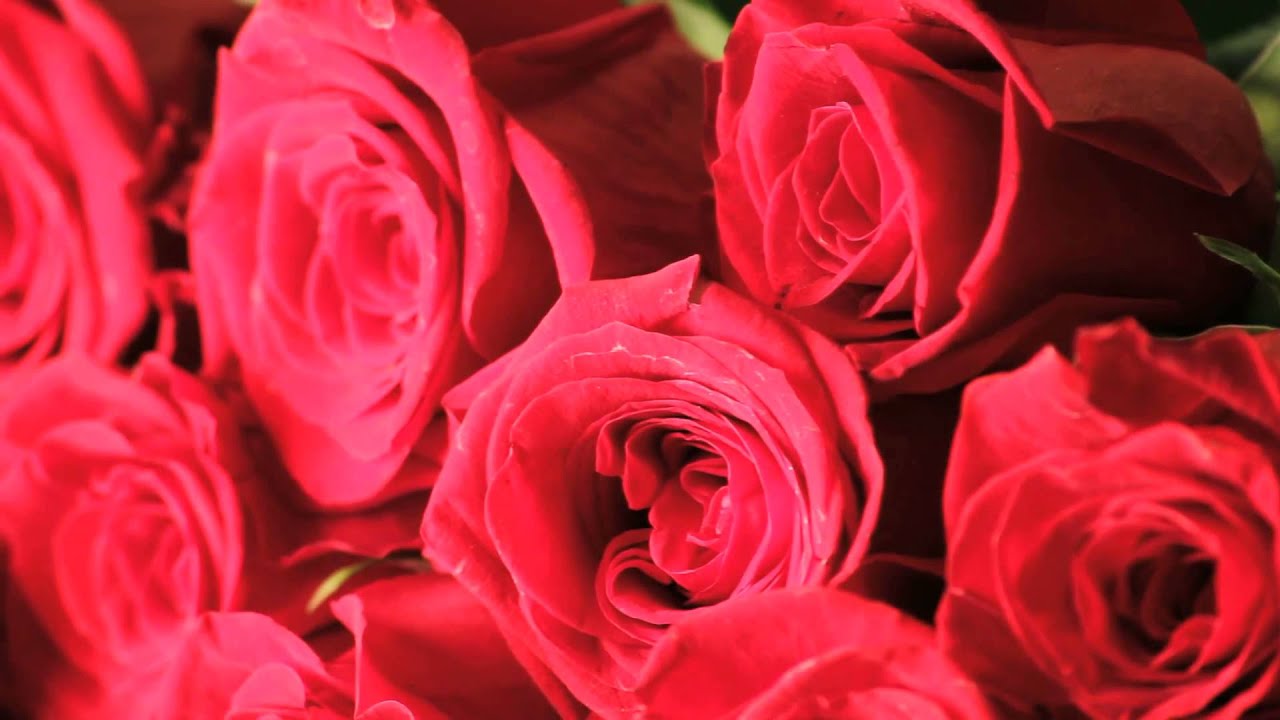 A VIDEO OF BEAUTIFUL ROSES WITH MUSIC ABOUT ROSES - YouTube