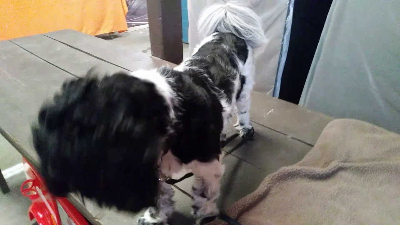 HERMOSO PERRITO😁:))tqm r:)) - YouTube