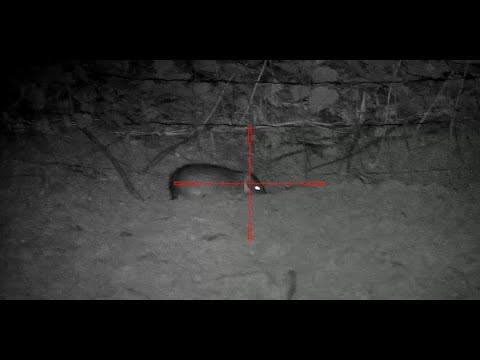 20+ rats - An hour ratting on the smallholding - night vision rat ...