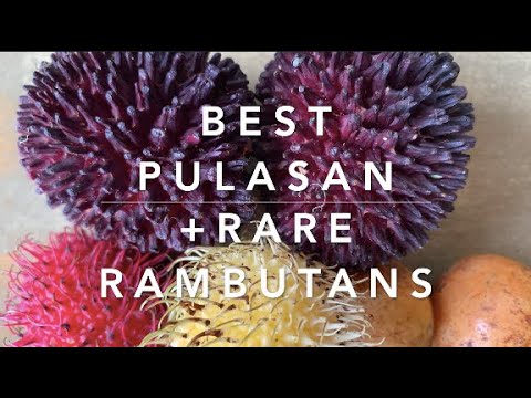 The Elusive Best Costa Rican PULASAN+Rare Selected RAMBUTAN Tasting ...