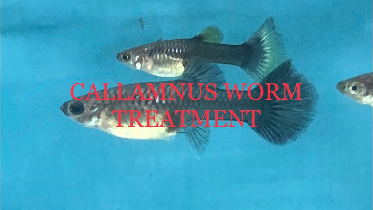 Callamnus worm treatment - YouTube