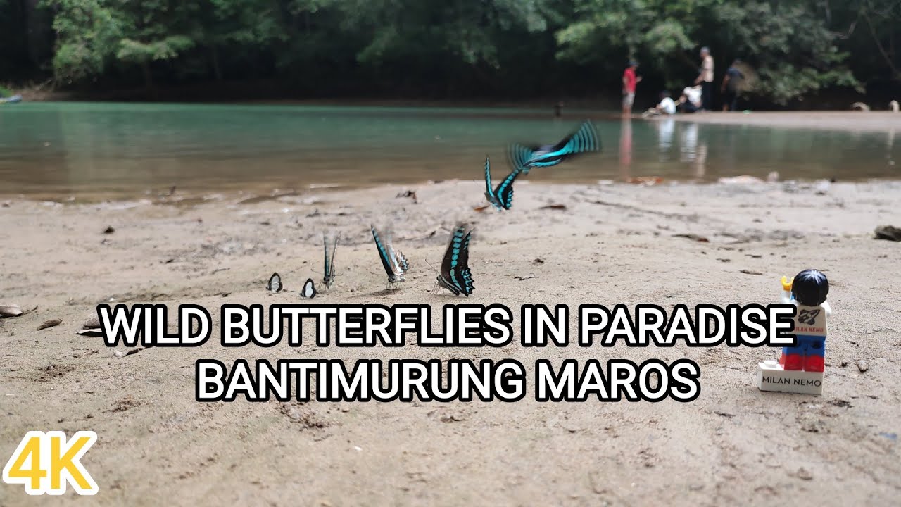 TRIP REPORT MAKASSAR LIHAT KUPU-KUPU DI HABITAT ASLINYA BANTIMURUNG ...
