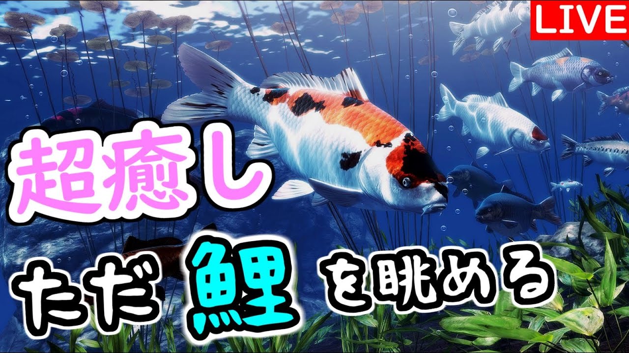 🔴【My koi】ただ鯉を眺める超癒し癒され睡眠配信【#Vtuber あくてん #心理カウンセラー #癒し】 - YouTube