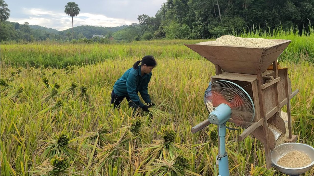Process of harvesting rice, threshing rice, and winnowing rice in rural ...