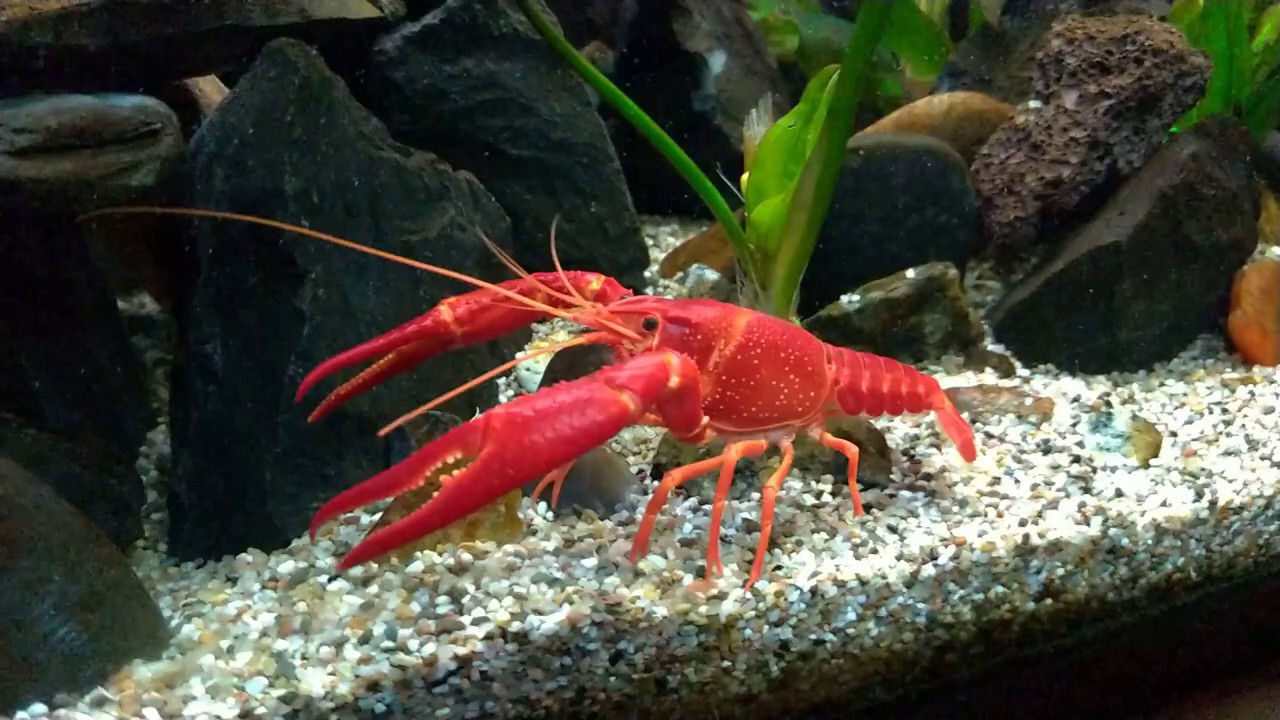 Procambarus clarkii neon super red creyfish 9 month update - YouTube