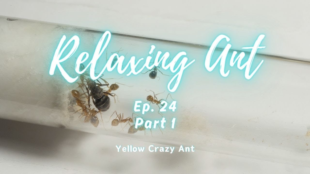 Relaxing Ant Ep. 24 Part 1 - YouTube