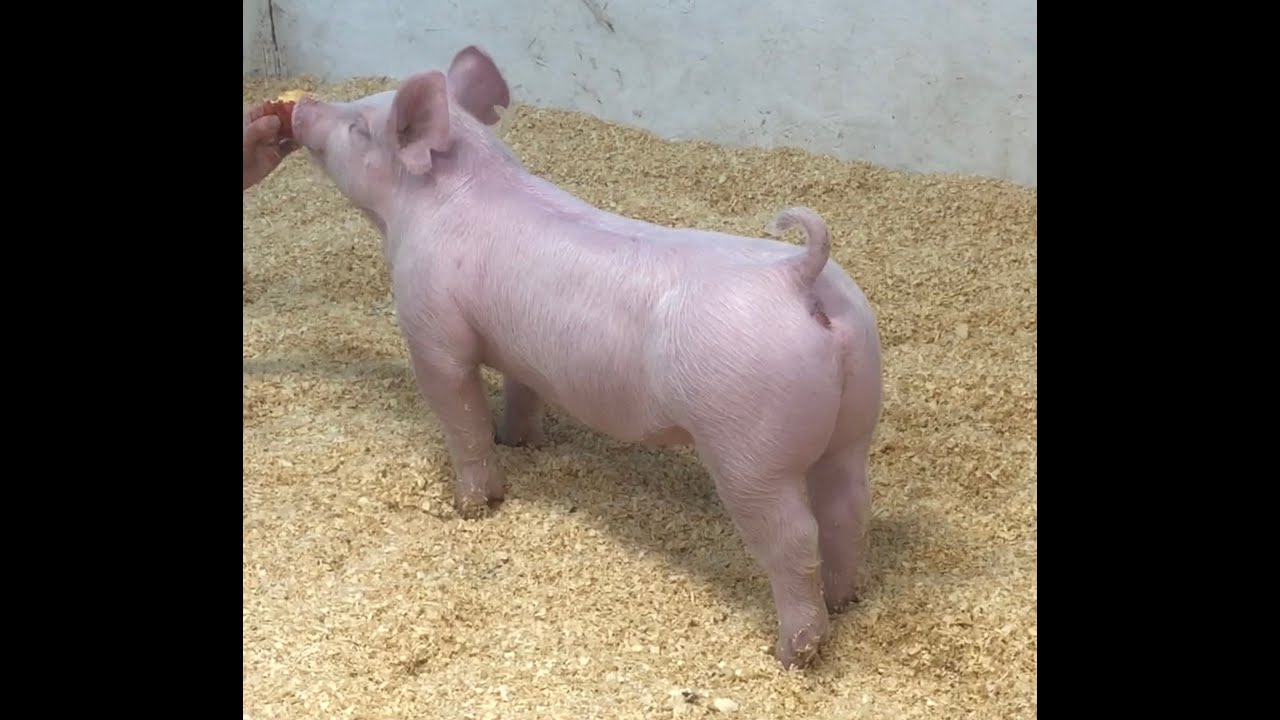 1-1 York Gilt - YouTube